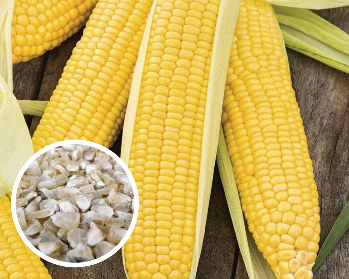 Corn Honey Select Sweet Hyb (Yellow) Seeds Non-GMO (150+ Seeds) – Hello May Garden