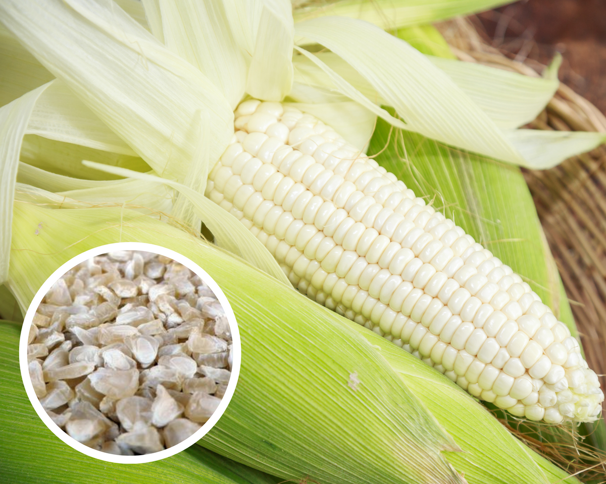Corn Silver King Sweet Hyb (White) Seeds Non-GMO (150+ Seeds) – Hello May Garden