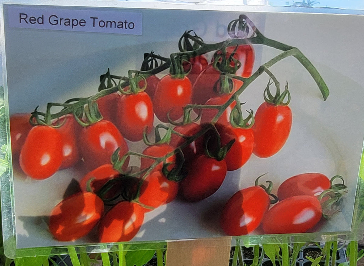Red Grape Cherry Tomato Starter Live Plants - 2.5" pot – Hello May Garden
