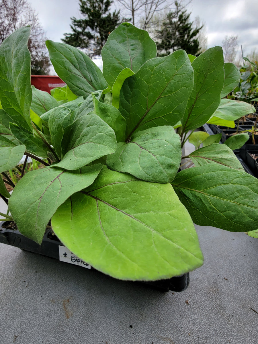 Orient Express Eggplant Starter Live Plants - 4 Seedlings – Hello May ...