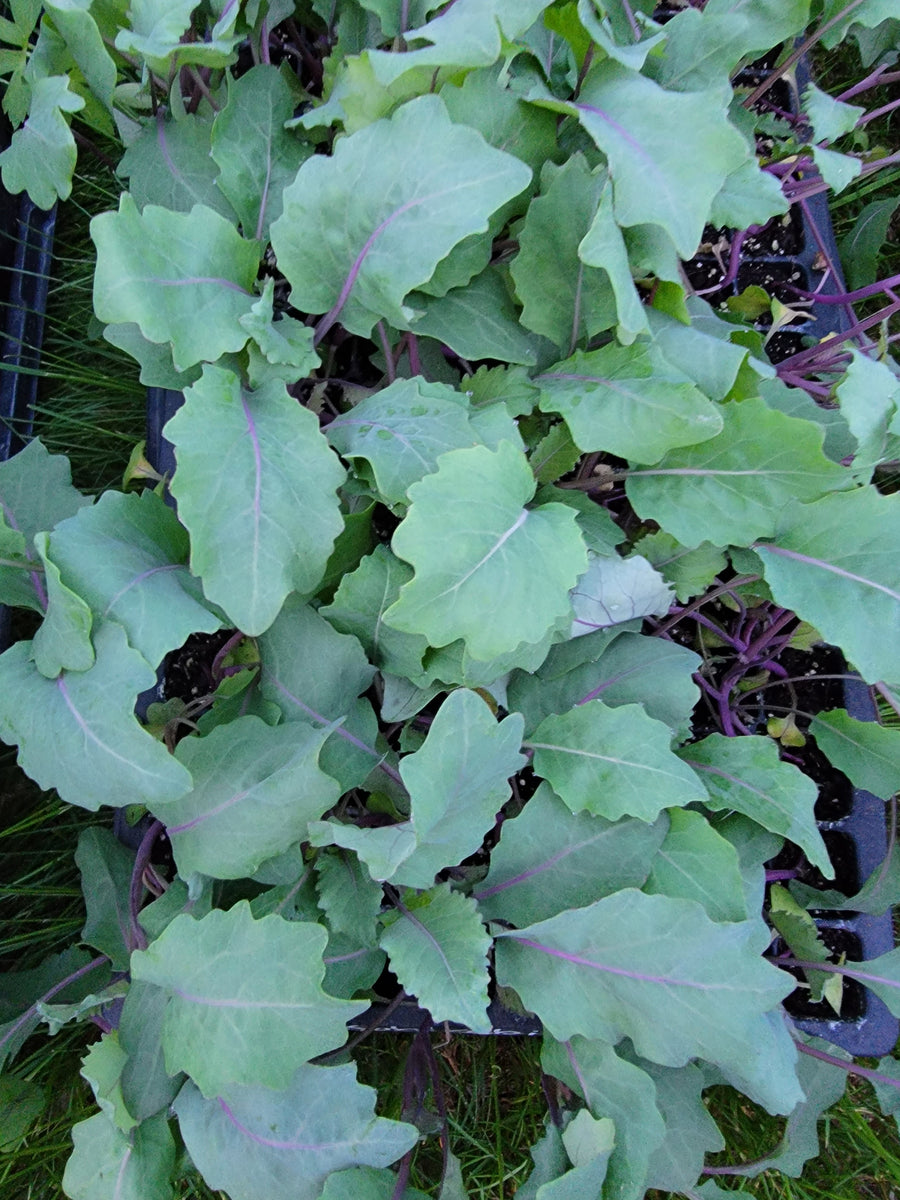 Red Kohlrabi, German Turnip Starter Live Plants - 6 Seedlings – Hello ...