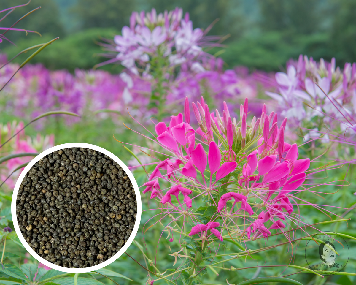 Cleome Spider Mixed Colors Flower Seeds Non-GMO (100+ Seeds) – Hello ...