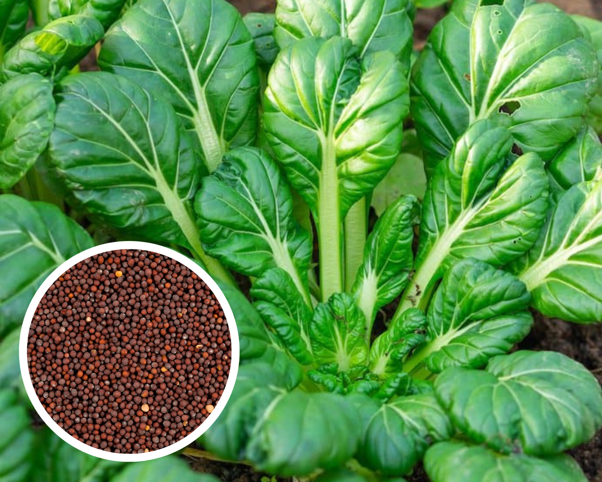 Mustard Tatsoi Black Knight, Zaub Nplooj Diav Seeds Non-GMO (1,000+ Se ...