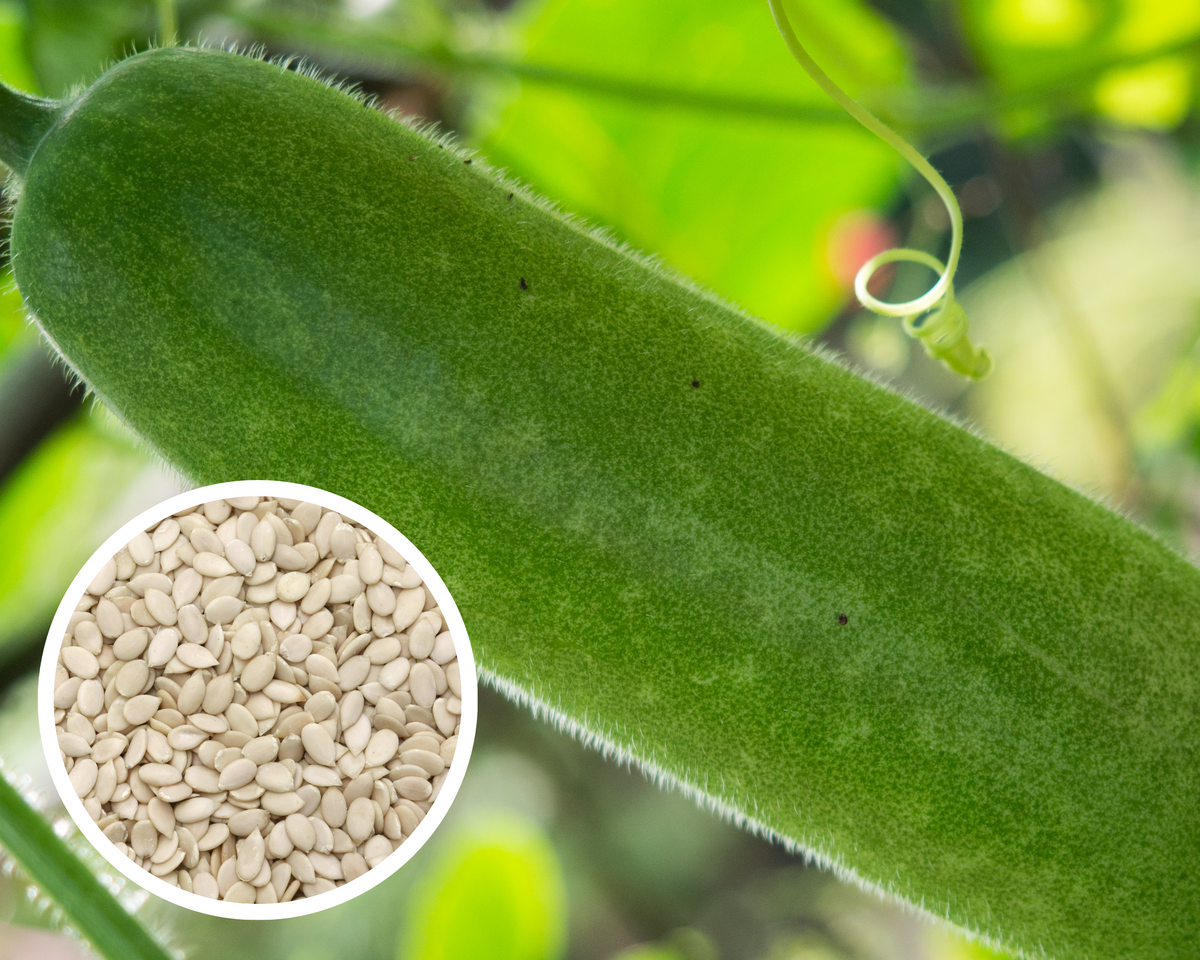 Fong Show Gourd Seeds F1 Hybrid Non-GMO (20+ Seeds) – Hello May Garden