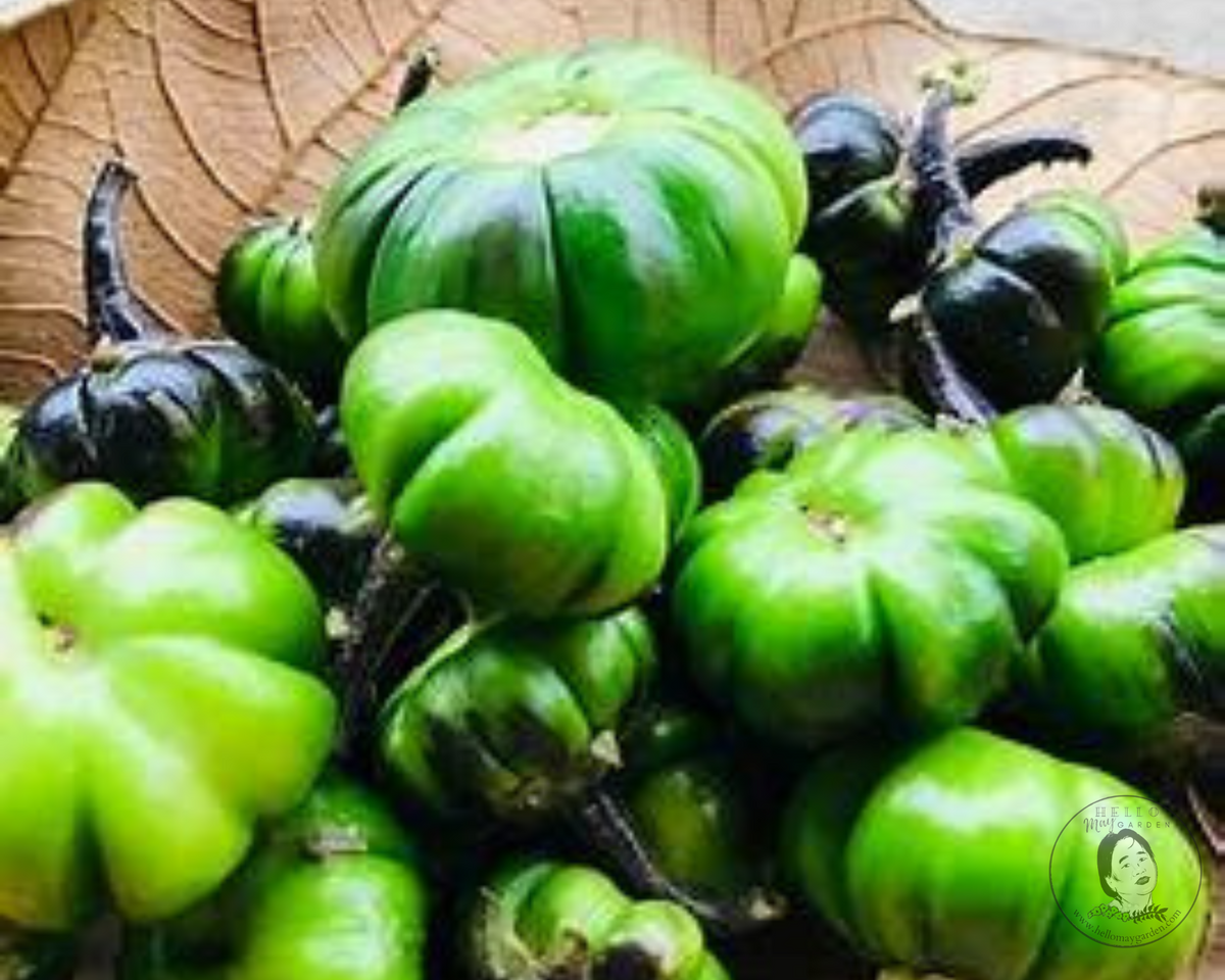 African Eggplant Bitter Green Starter Live Plant - 4 Seedlings – Hello ...