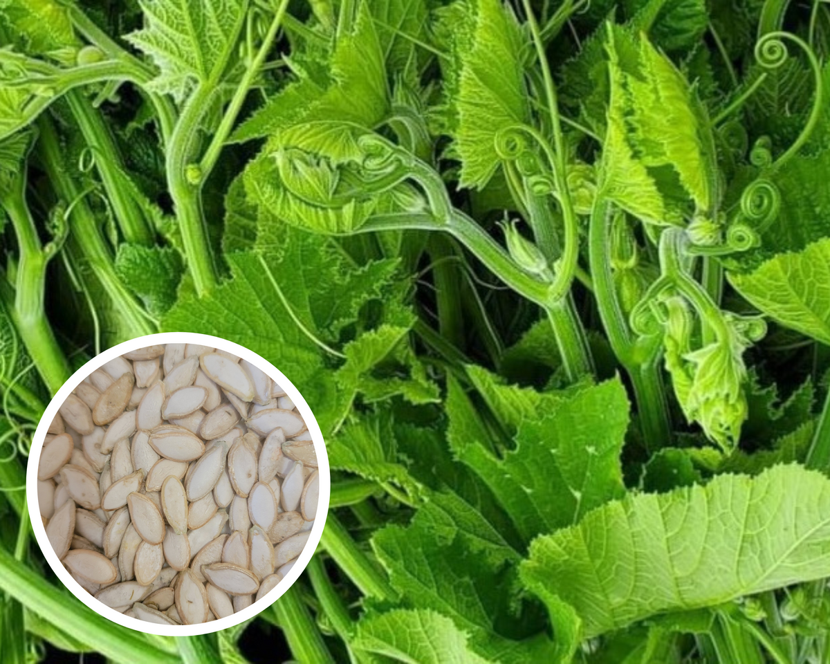 Pumpkin Shoots Seeds - Taub Noj Ntsis Non-GMO (25+ Seeds) – Hello May ...