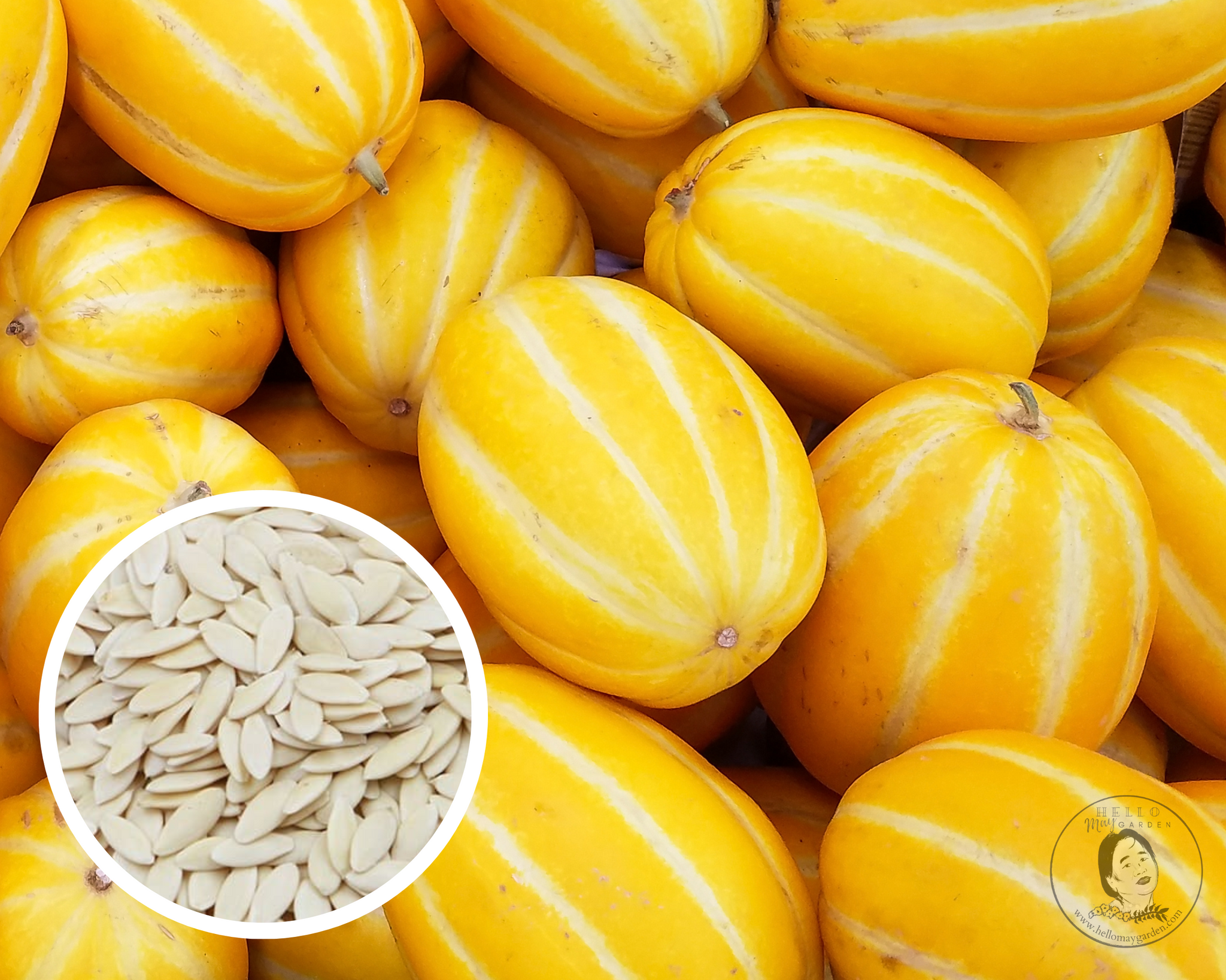 Korean Melon (Chamoe 참외) Fruit Seeds Non-GMO (35+ Seeds) – Hello May Garden