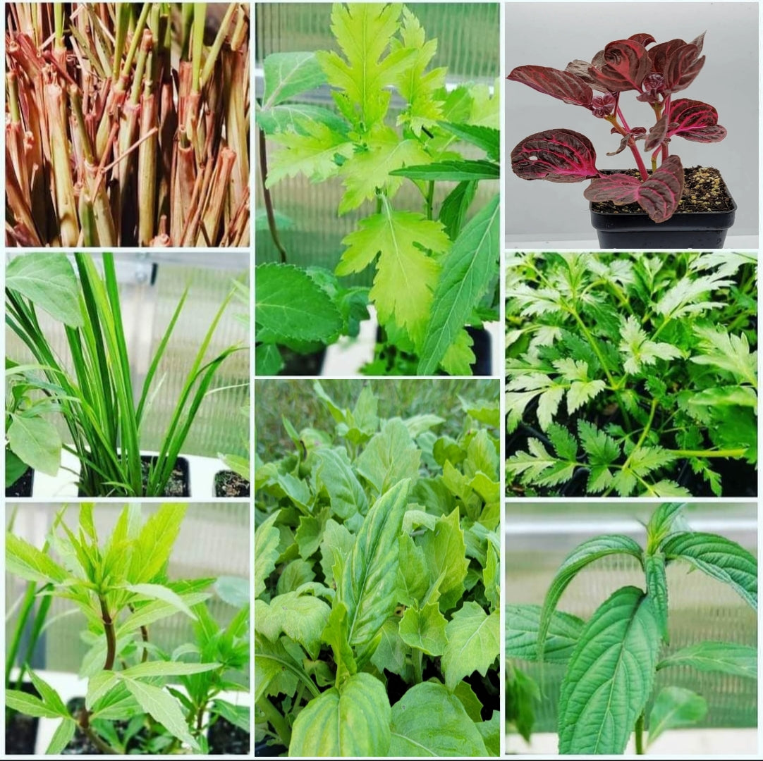 Hmong Medicinal Herbs Starter Plants Package – Hello May Garden