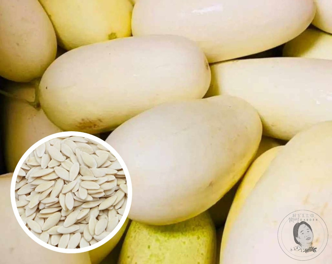 Hmong White Cucumber 'Dib Moos Xais Dawb' Seeds Heirloom Non-GMO (50 ...