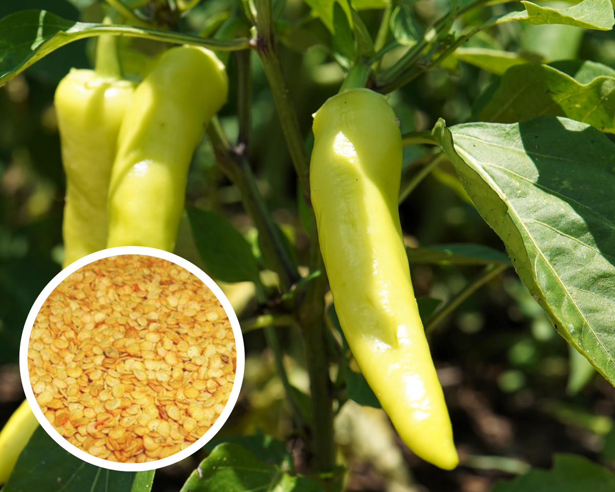 Sweet Banana Pepper Seeds Heirloom Non-GMO (50+ Seeds) – Hello May Garden