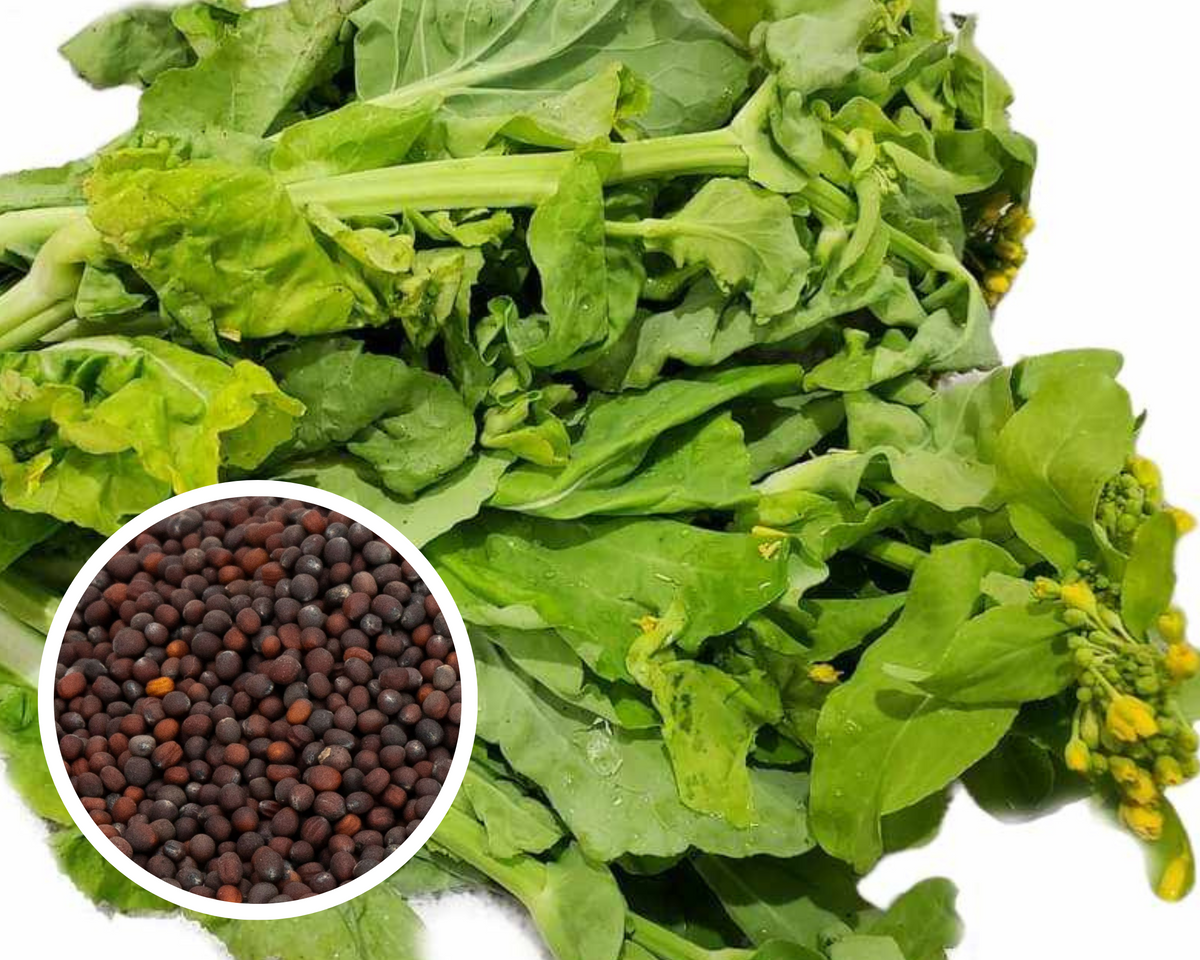 Zaub Paj Dawb Seeds Heirloom Non-GMO - (500+ Seeds) – Hello May Garden