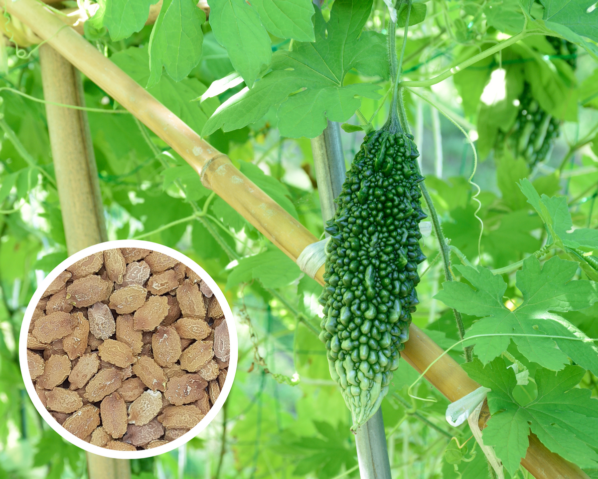 Indian Bitter Gourd, Bitter Melon Seeds Non-GMO (10+ Seeds) – Hello May ...