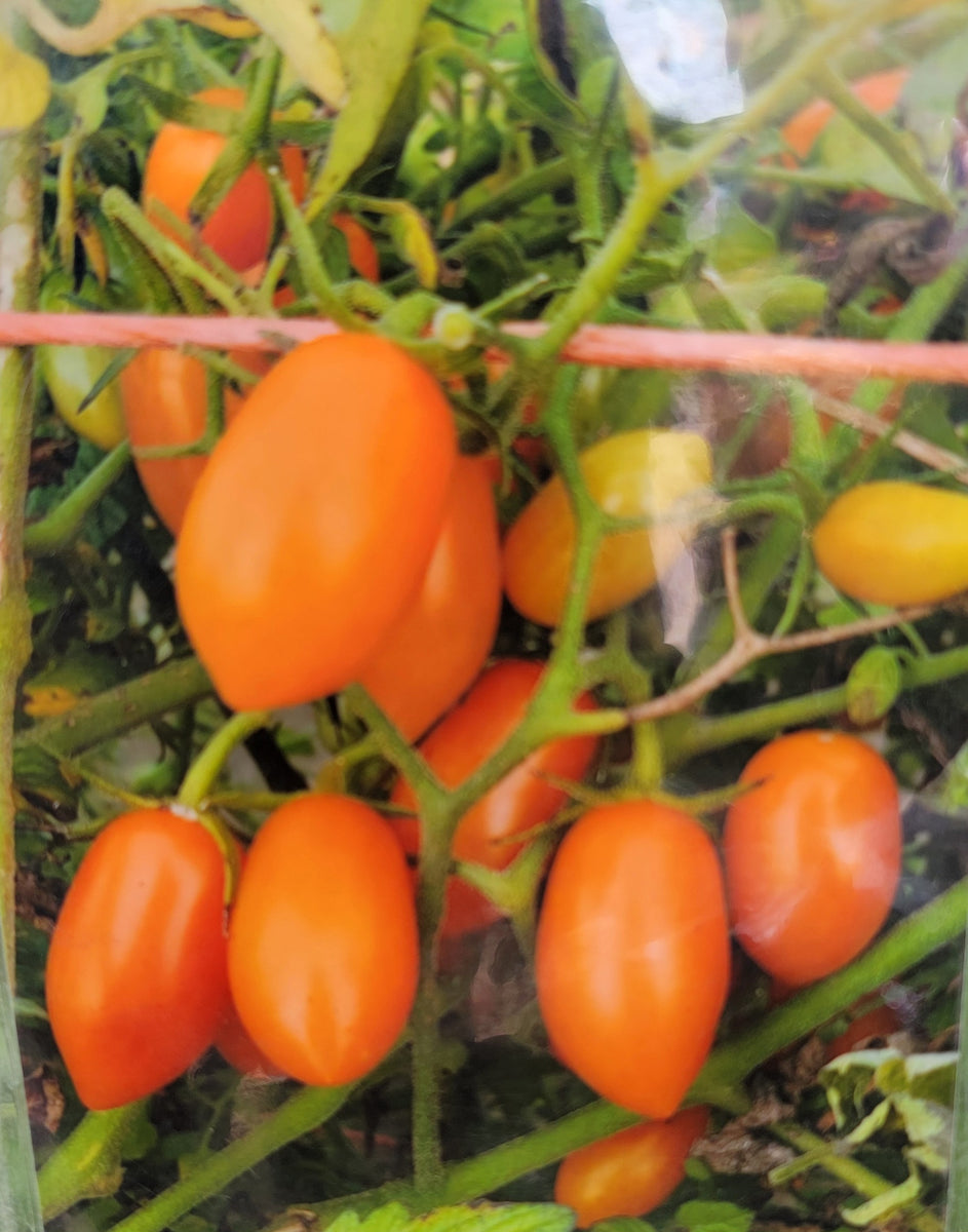 Golden Grape Tomato Starter Live Plants- 4 Seedlings – Hello May Garden