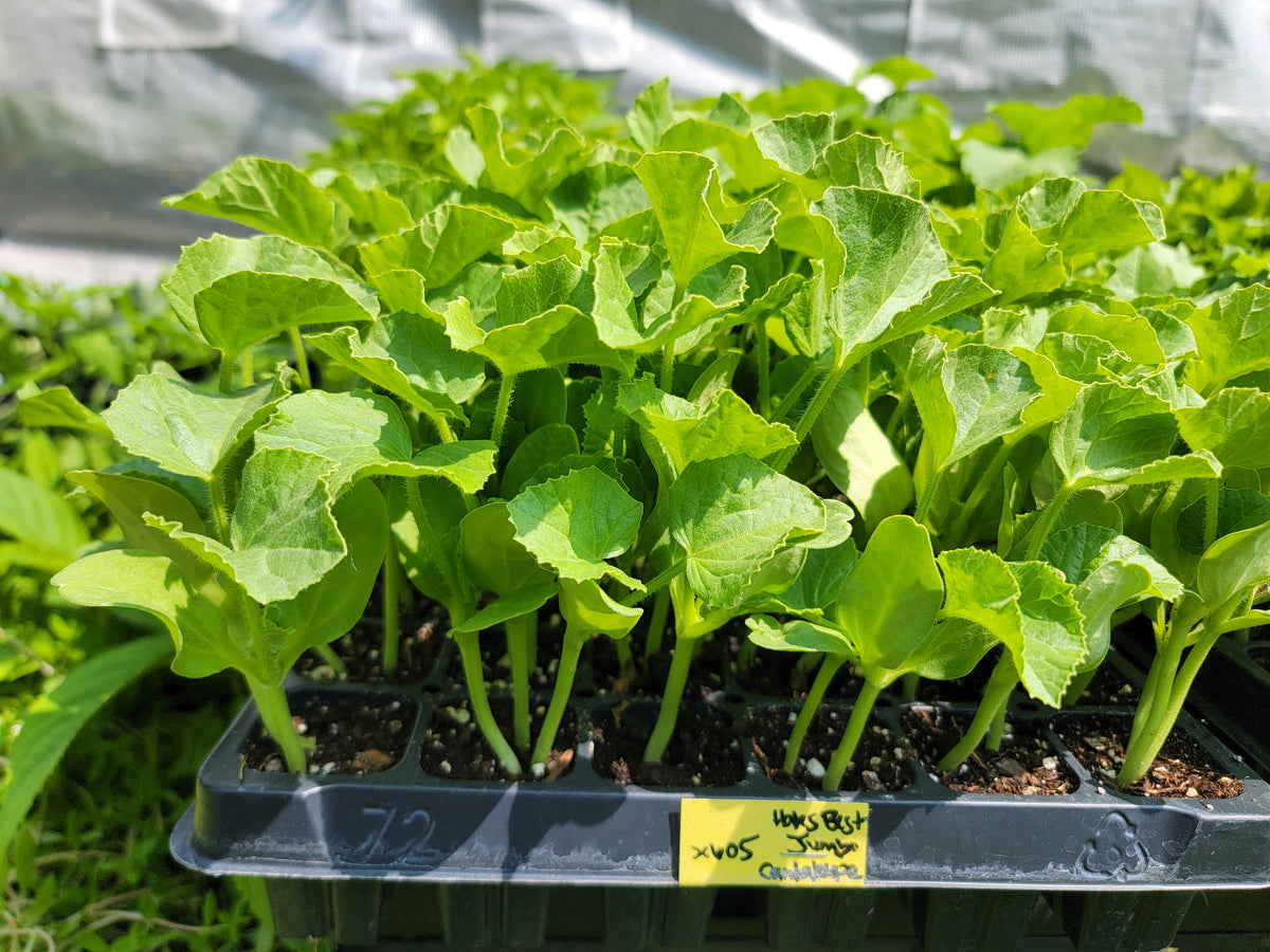 Hale's Best Jumbo Melon Starter Live Plants - 4 Seedlings – Hello May ...
