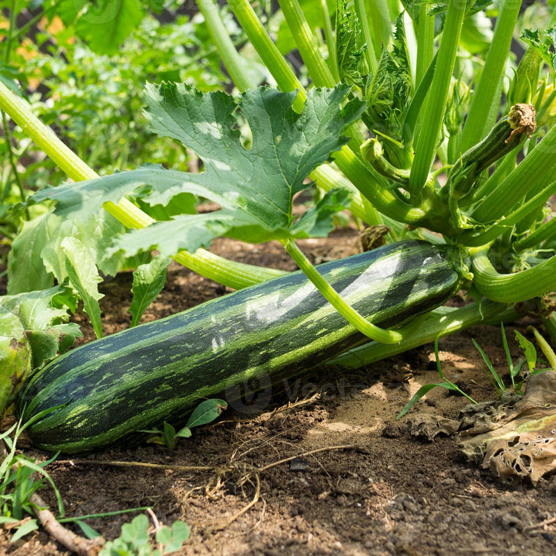 Cocozelle Zucchini Summer Squash Starter Live Plants - 4 Seedlings ...