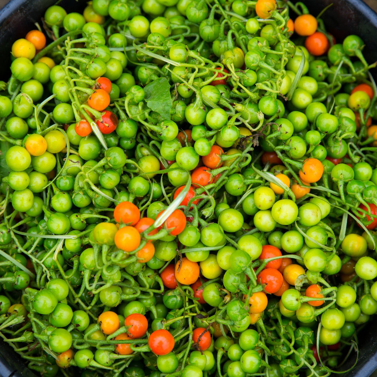 Liberian Kittley Bitter Ball Pea Eggplant, African Eggplant Live Plant ...