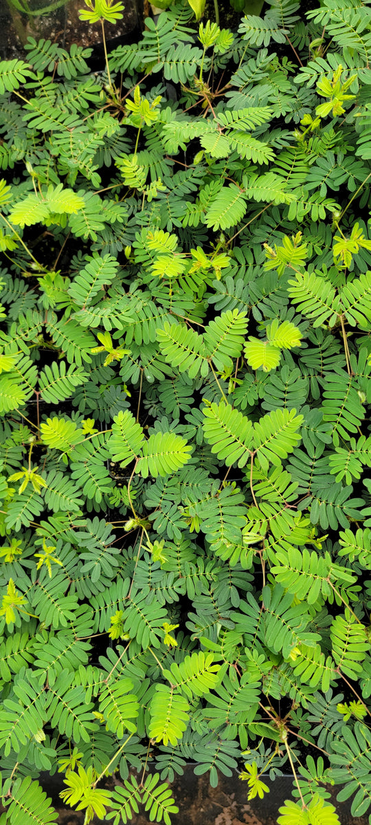 Mimosa Pudica Sensitive Live Plants - 2.5" pot – Hello May Garden