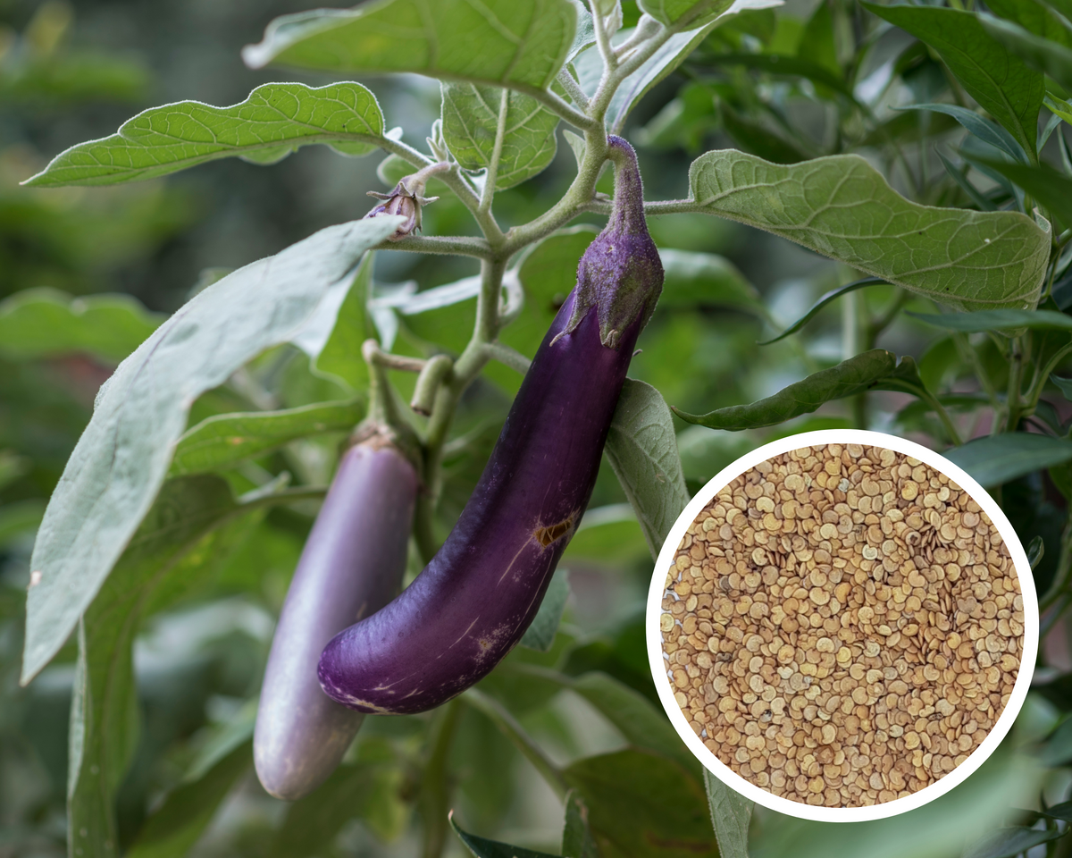 Asian Long Ping Tung Eggplant Seeds Non-GMO (100+ Seeds) – Hello May Garden