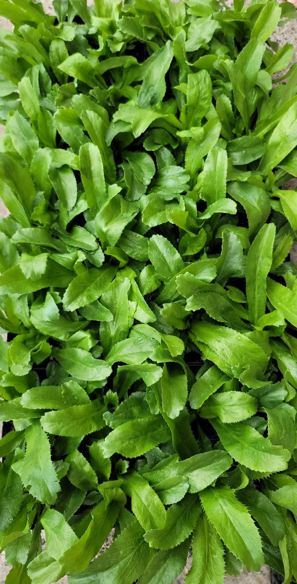 Culantro Recao Seeds Heirloom Herbs Non-GMO (1000+ Seeds) – Hello May ...